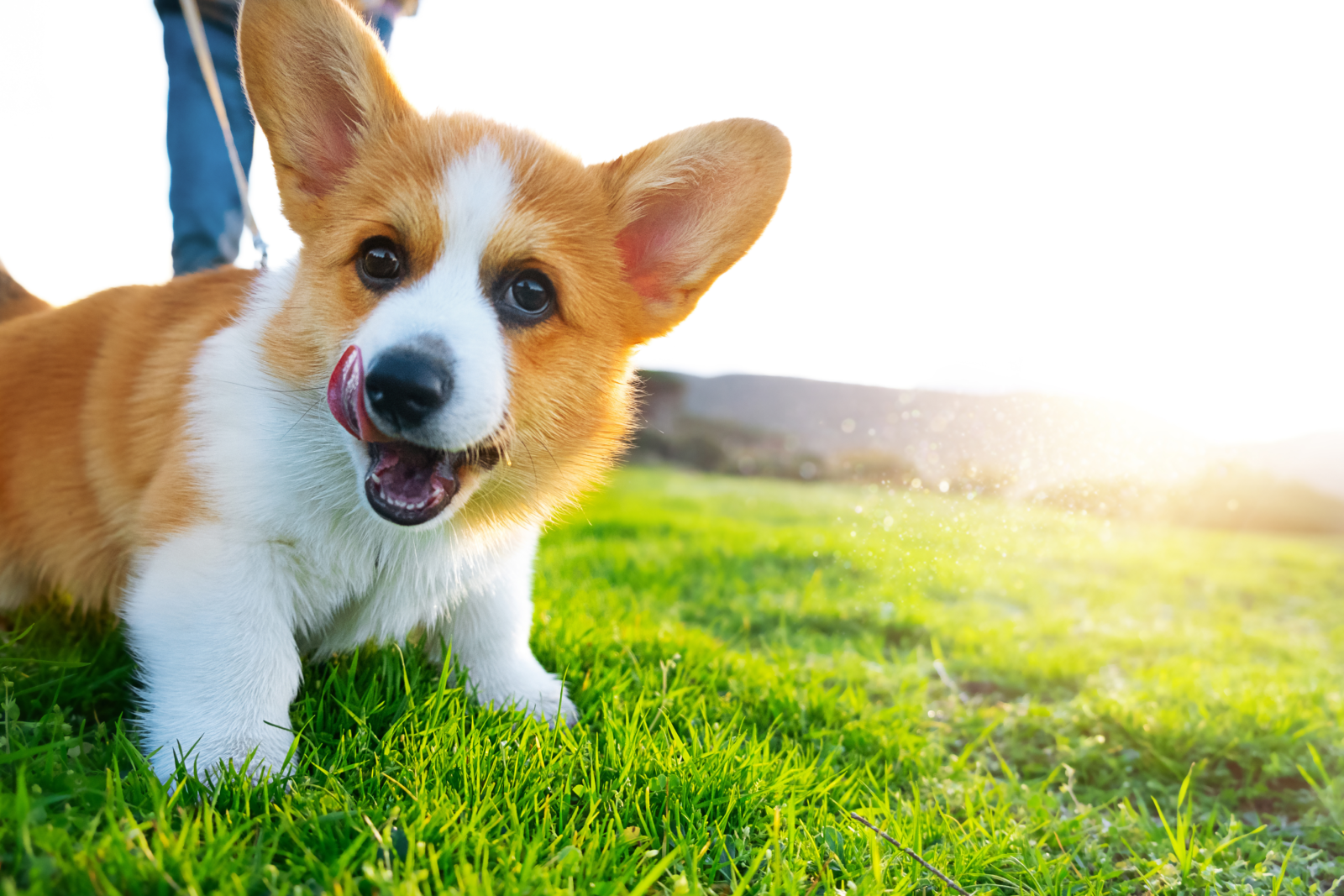 Loose Leash Walking: How to Teach Your Dog Not to Pull - Showit Blog