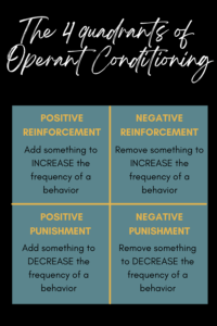 How Dogs Learn (and How We Can Teach Them) - Showit Blog