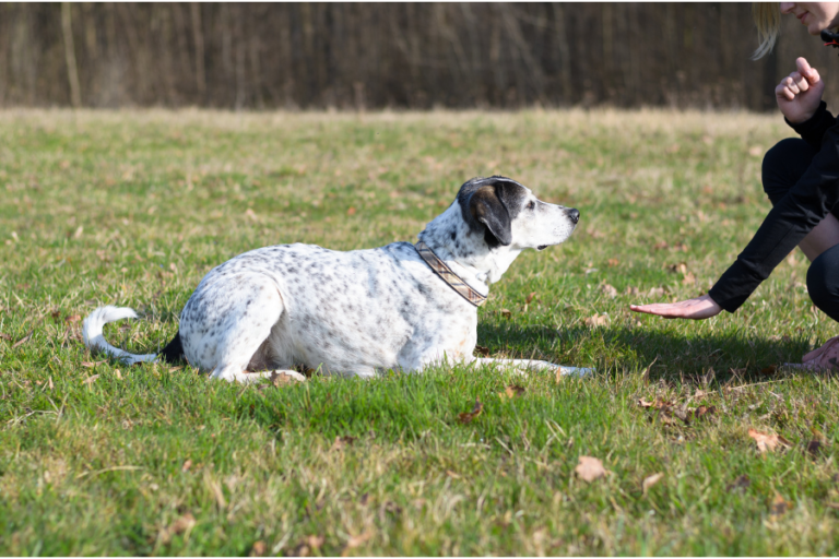 How Dogs Learn (and How We Can Teach Them) - Showit Blog