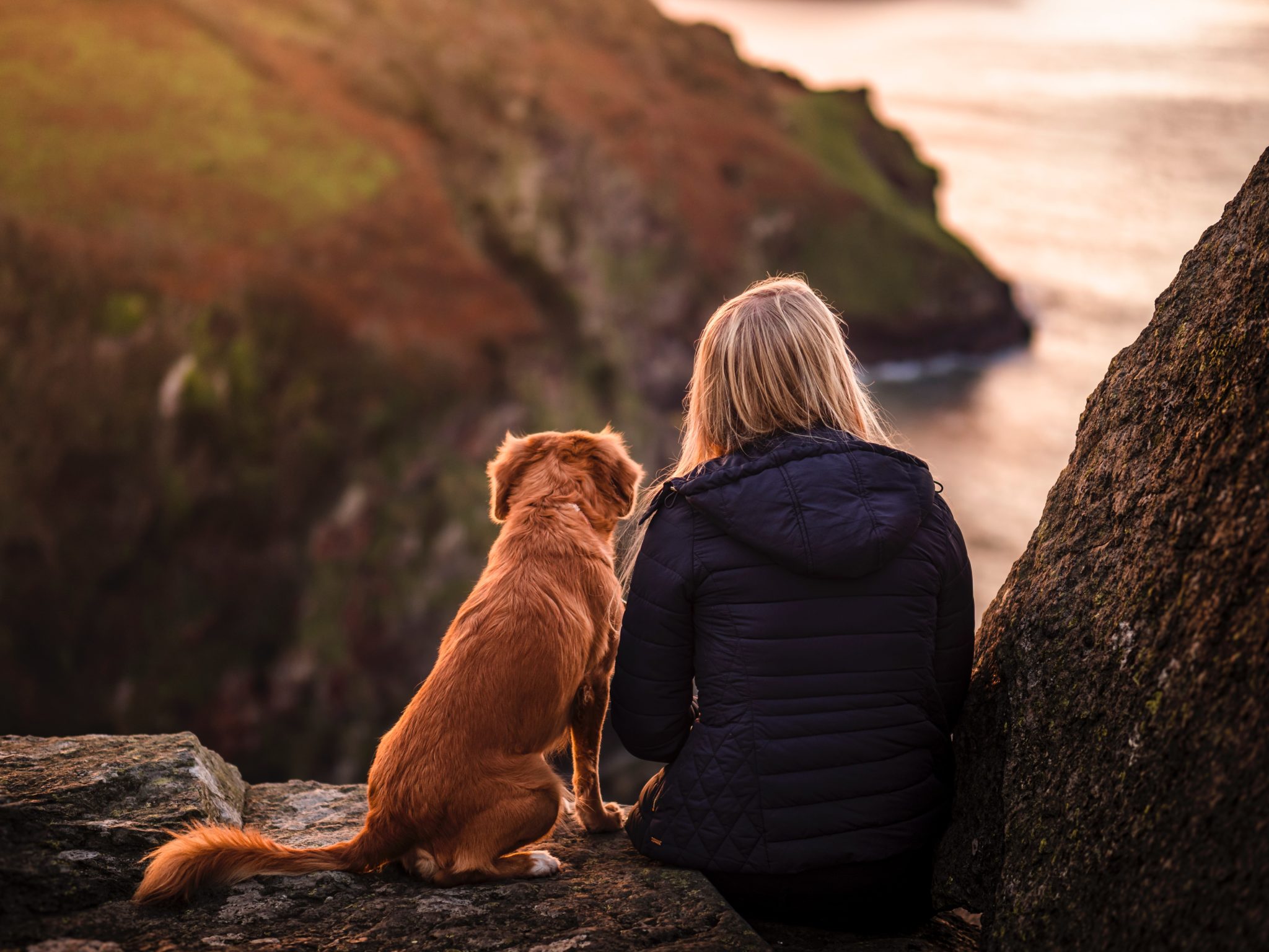 How To Teach Your Dog To Sit - Showit Blog