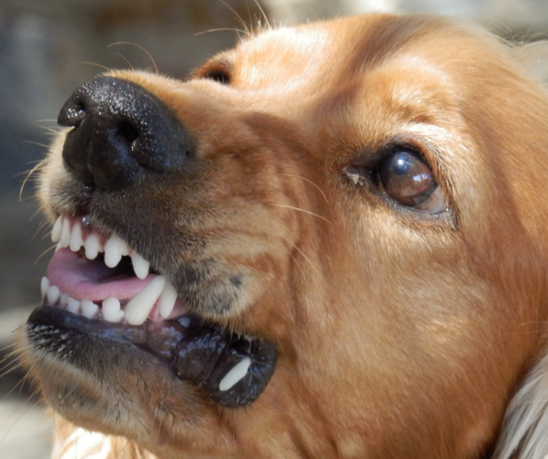 What is Resource Guarding and How Do You Prevent It? - Showit Blog