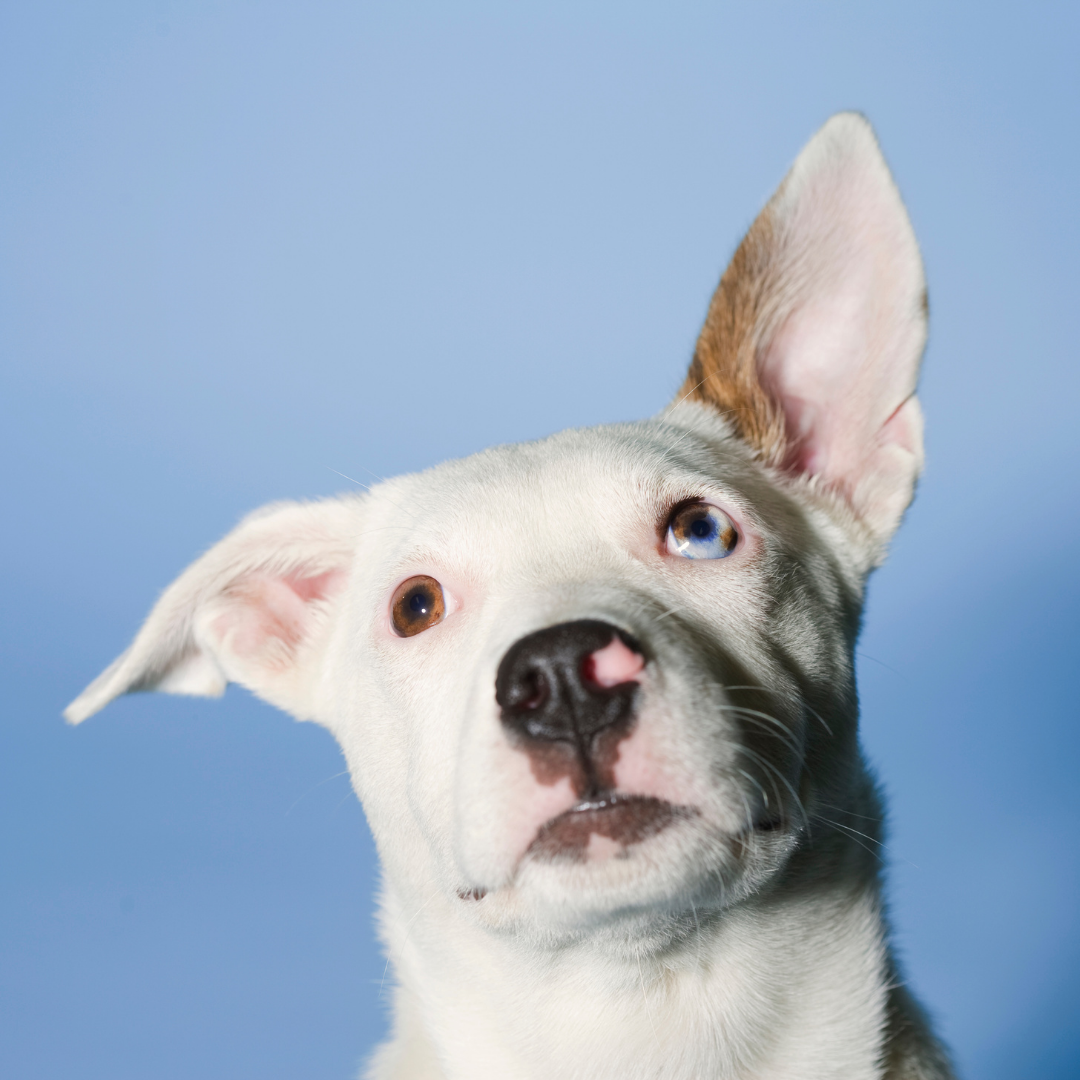 5 Tips for Better Communication with Your Dog - Showit Blog