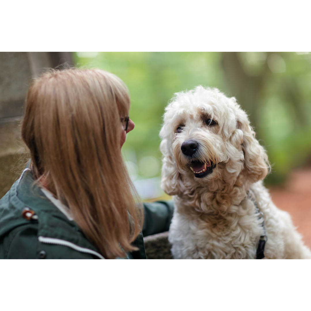 5 Tips for Better Communication with Your Dog - Showit Blog