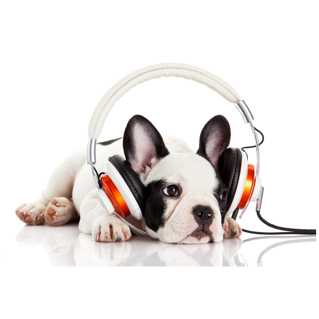 5 Tips for Better Communication with Your Dog - Showit Blog