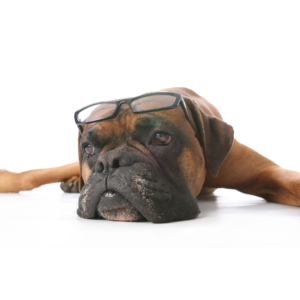 What is Dog Trigger Stacking & How Does it Affect Training? - Showit Blog