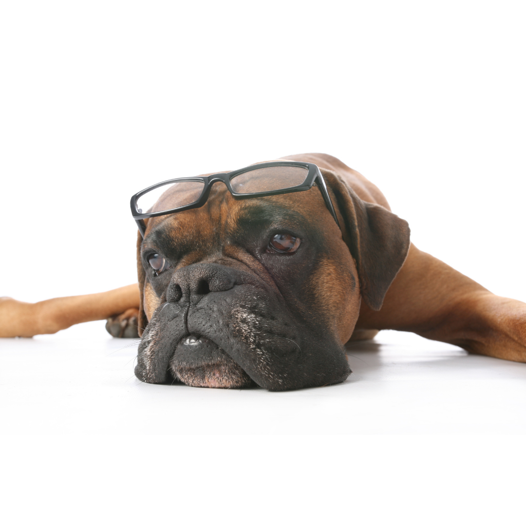 What is Dog Trigger Stacking & How Does it Affect Training? - Showit Blog