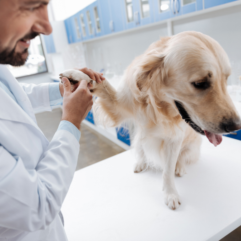 What is Dog Trigger Stacking & How Does it Affect Training? - Showit Blog