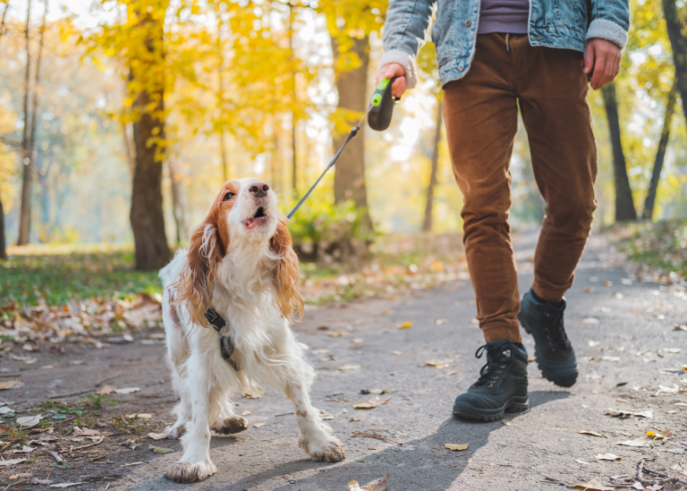 Why Dog Threshold is SO Important for Dog Training - Showit Blog
