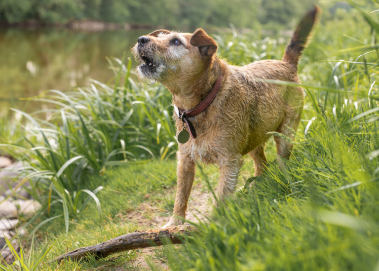Why Dog Threshold is SO Important for Dog Training - Showit Blog
