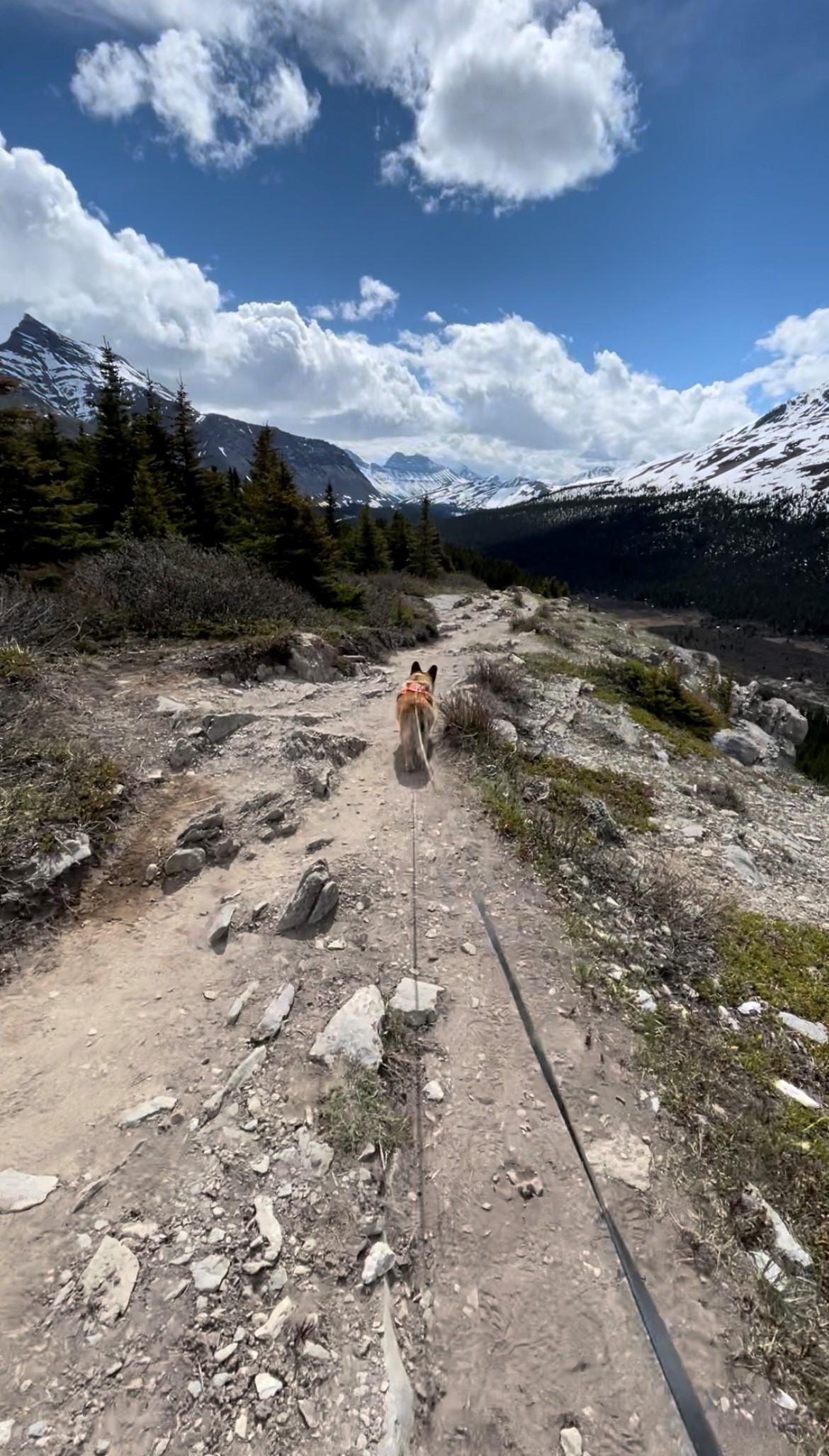 10 Tips for Hiking with Your Dog - Showit Blog