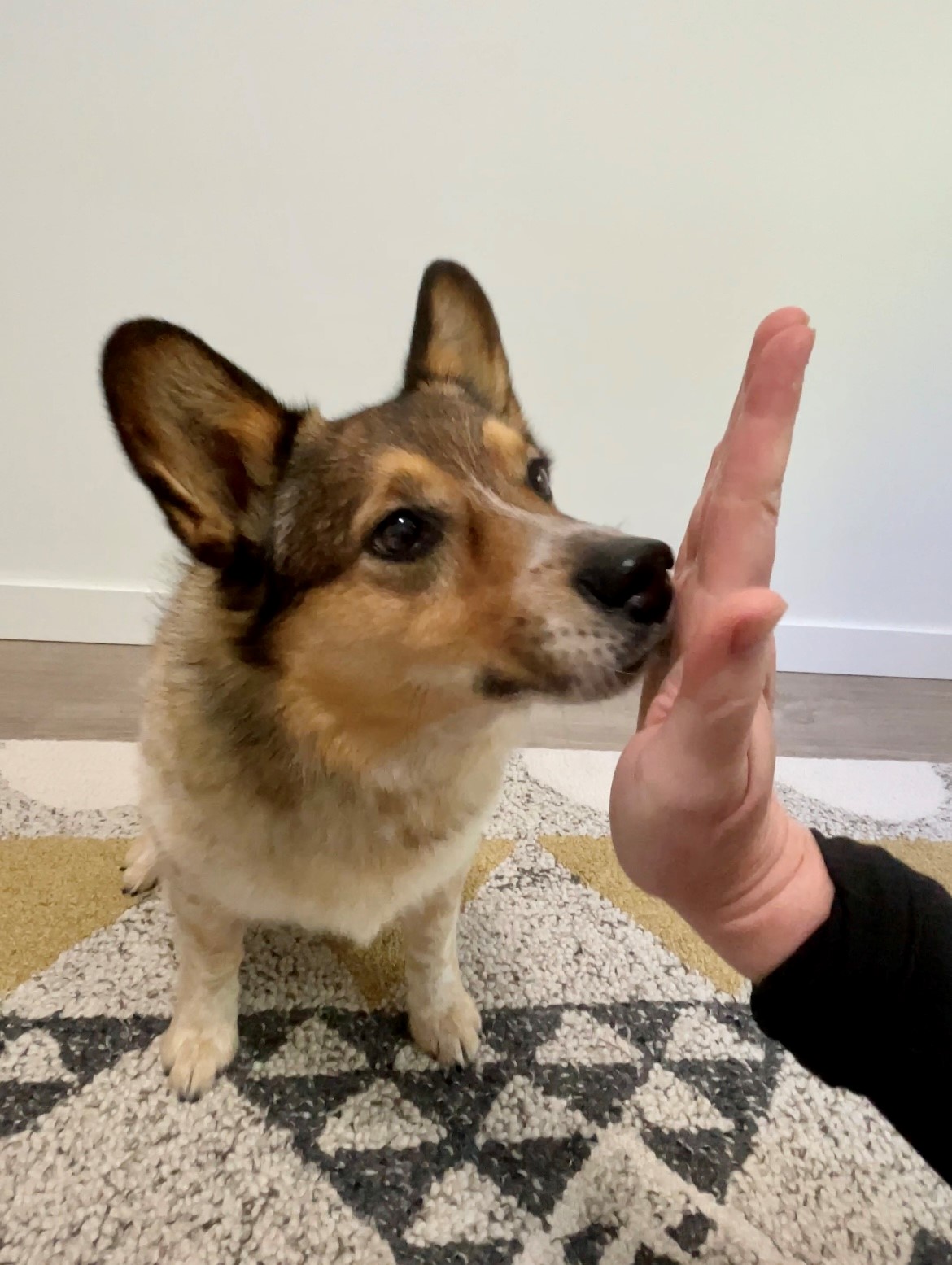 How to Train Your Dog 'Touch' or Nose Targeting - Showit Blog