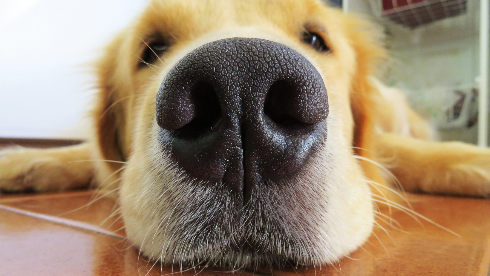 How to Train Your Dog 'Touch' or Nose Targeting - Showit Blog