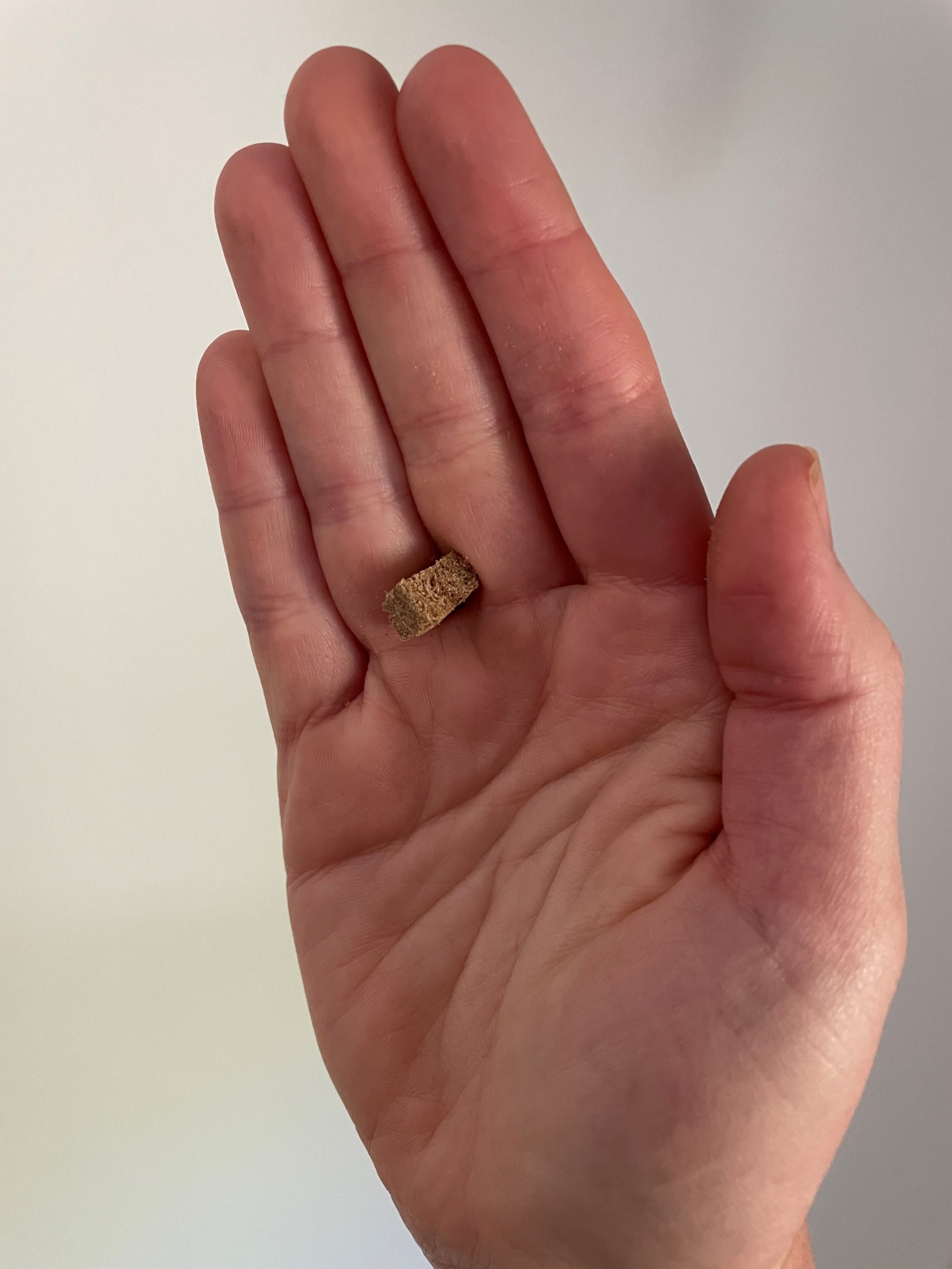 How to Train Your Dog 'Touch' or Nose Targeting - Showit Blog