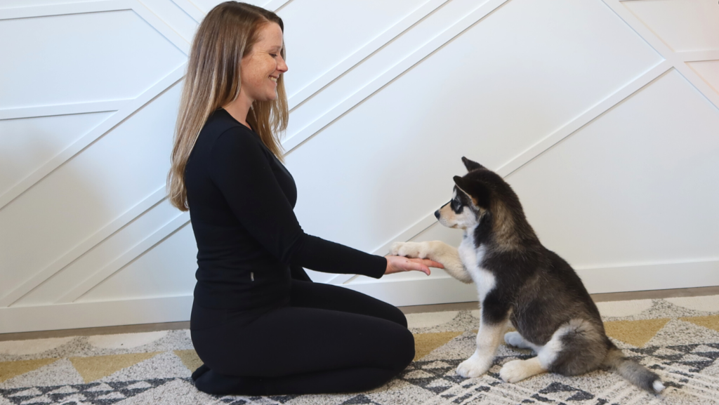 How to Teach Your Dog to Shake a Paw - Showit Blog