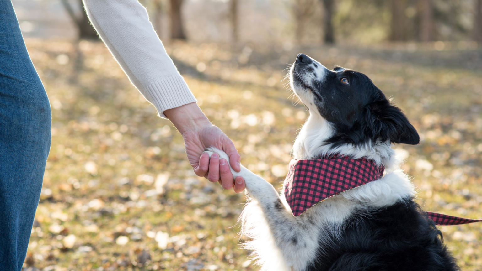 How to Teach Your Dog to Shake a Paw - Showit Blog