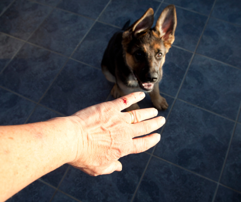 Puppy Biting Guide: How to Stop Puppy Biting - Showit Blog