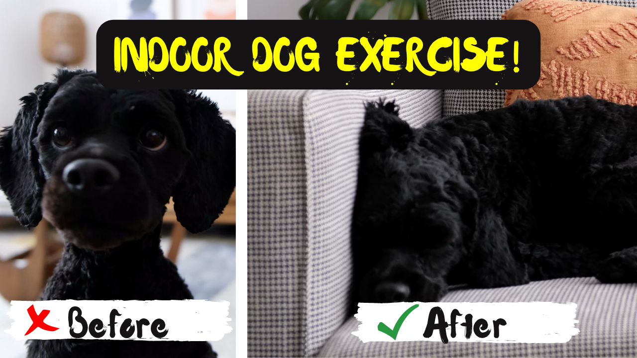 Indoor dog exercise that your dog can do SOLO! - Showit Blog