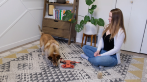 Harness Conditioning: How to fix dog harness fear - Showit Blog