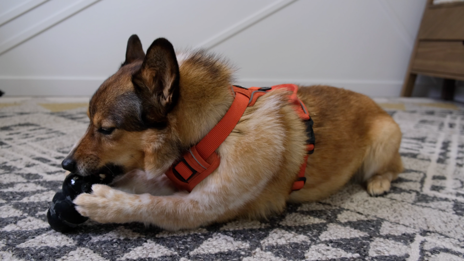 Harness Conditioning: How to fix dog harness fear - Showit Blog