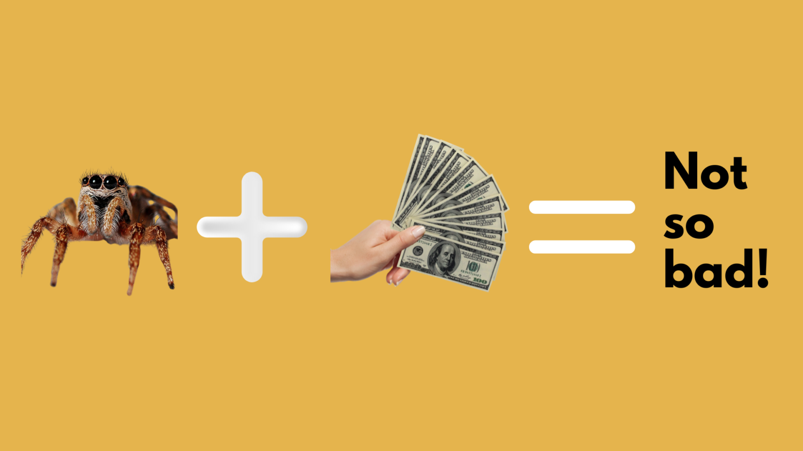 Harness Conditioning: How to fix dog harness fear - Showit Blog