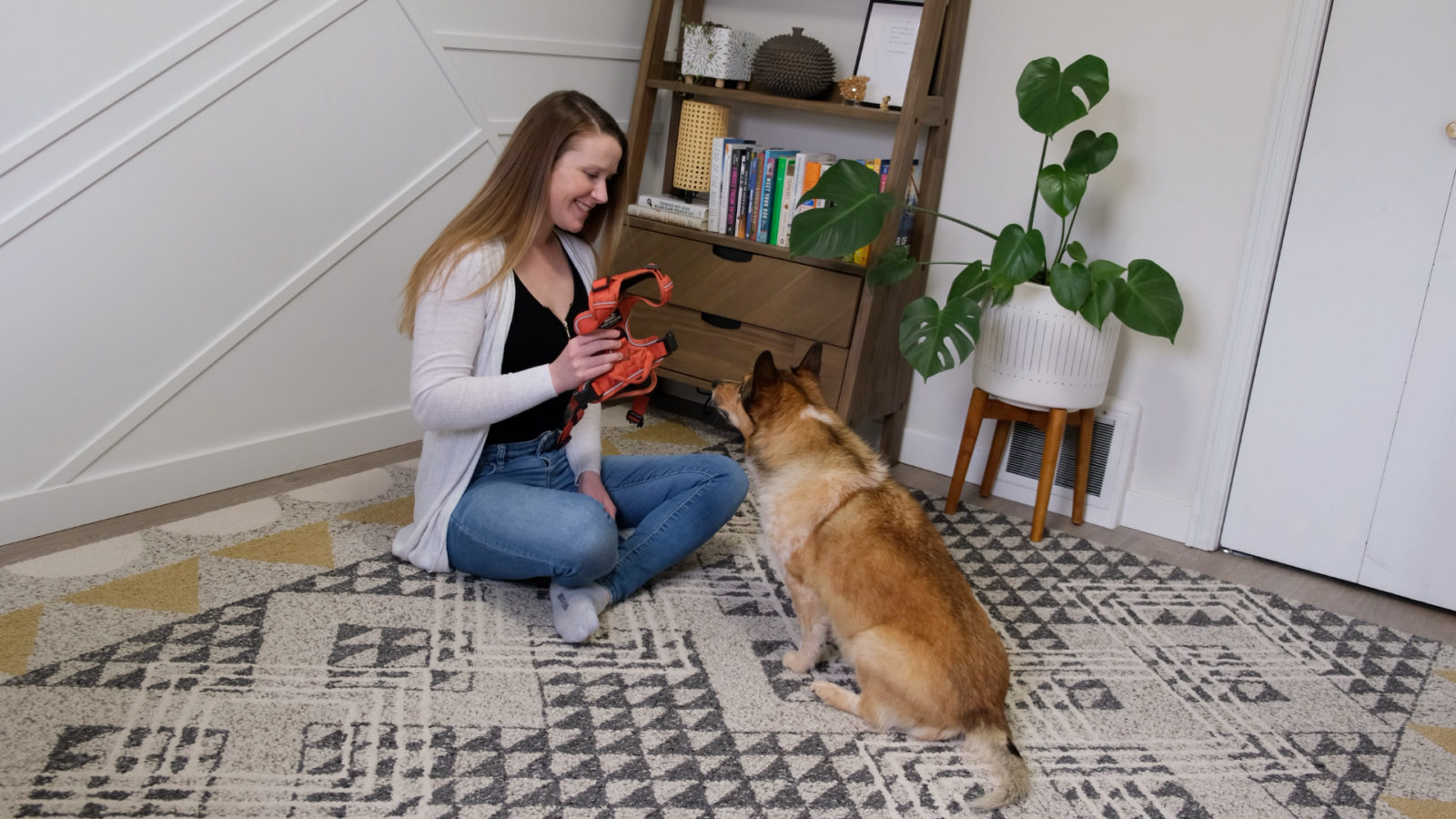 Harness Conditioning: How to fix dog harness fear - Showit Blog