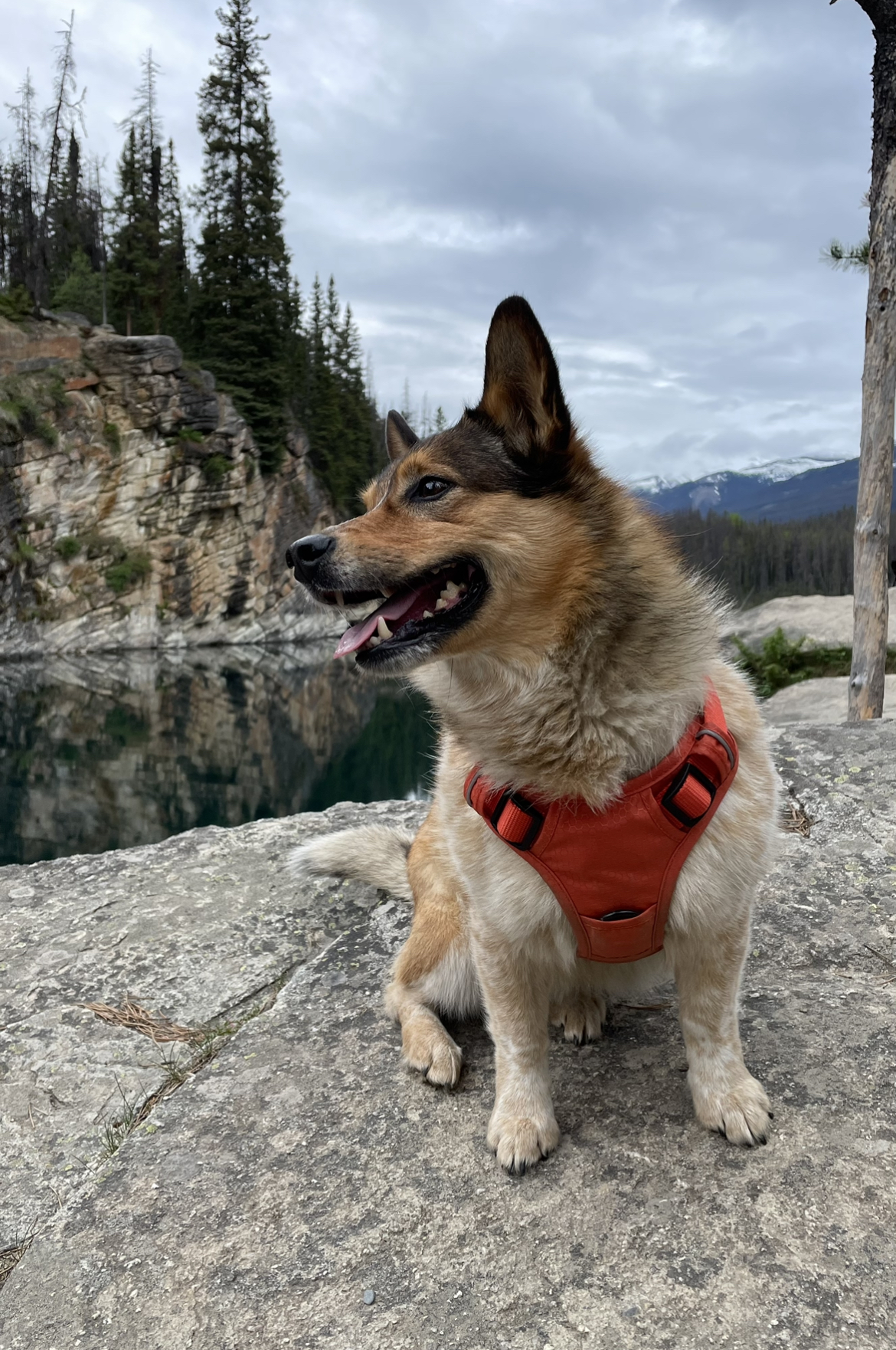 Harness Conditioning: How to fix dog harness fear - Showit Blog