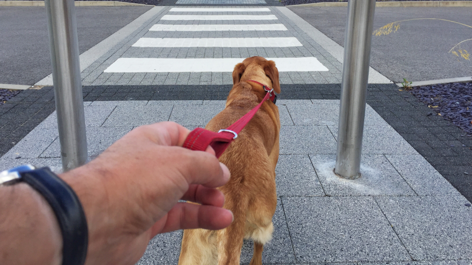 Why Your Dog Pulls on Leash & How to Fix it - Showit Blog