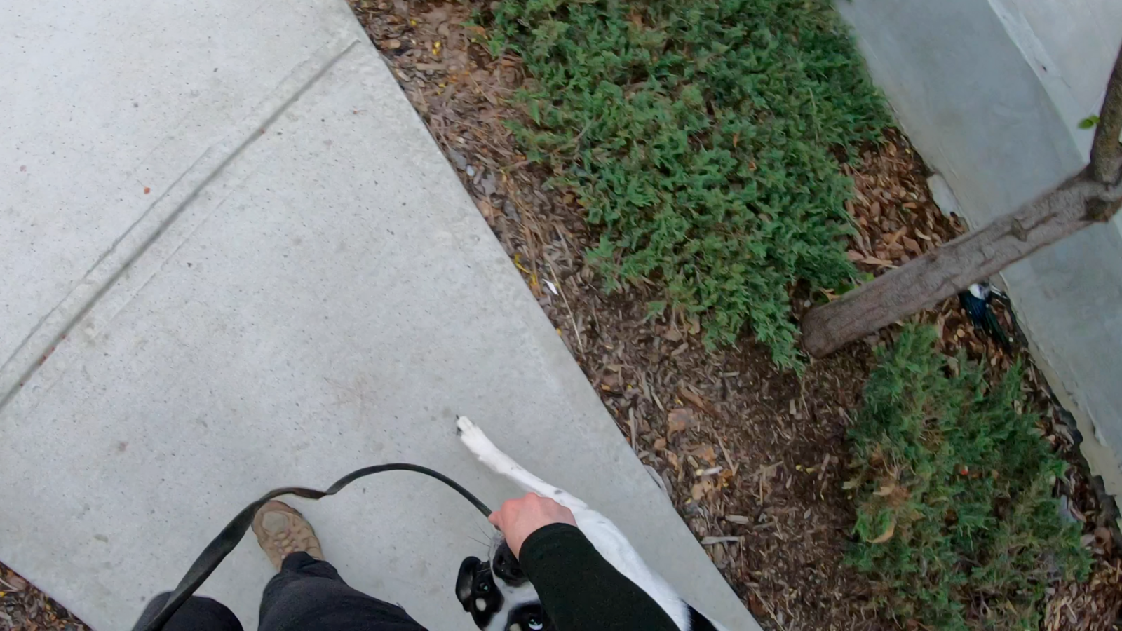 10 Tips to IMMEDIATELY Improve Pulling on Leash - Showit Blog