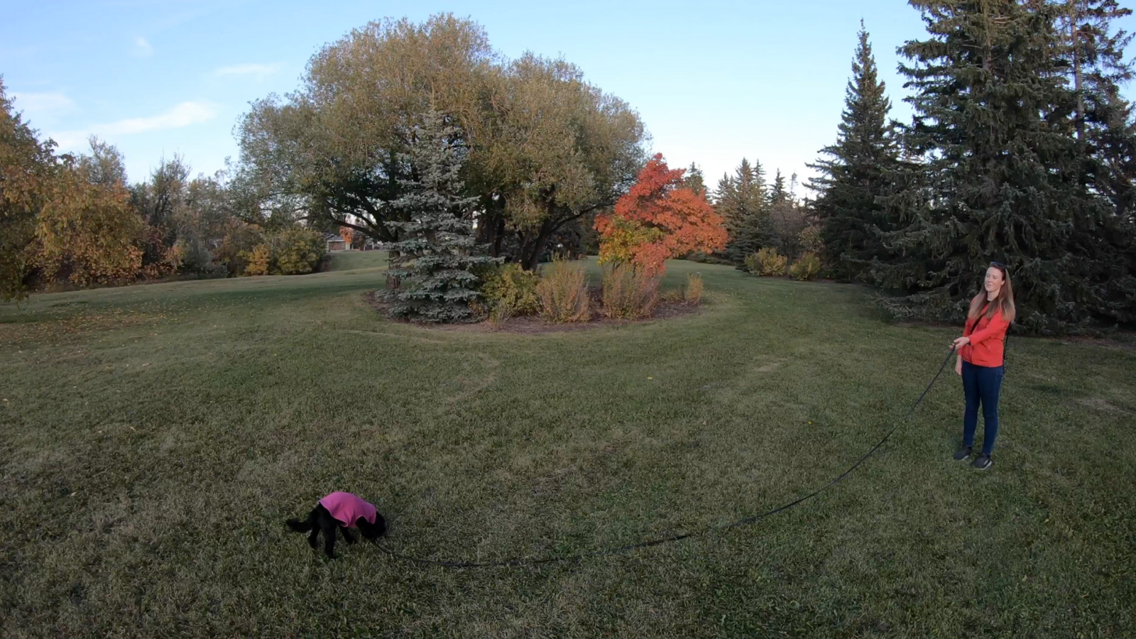 Fun Dog Training Game to Improve Focus & Recall - Showit Blog