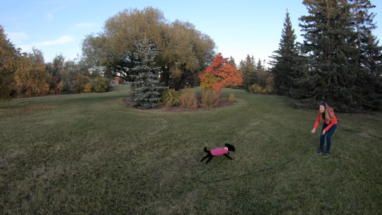 Fun Dog Training Game to Improve Focus & Recall - Showit Blog