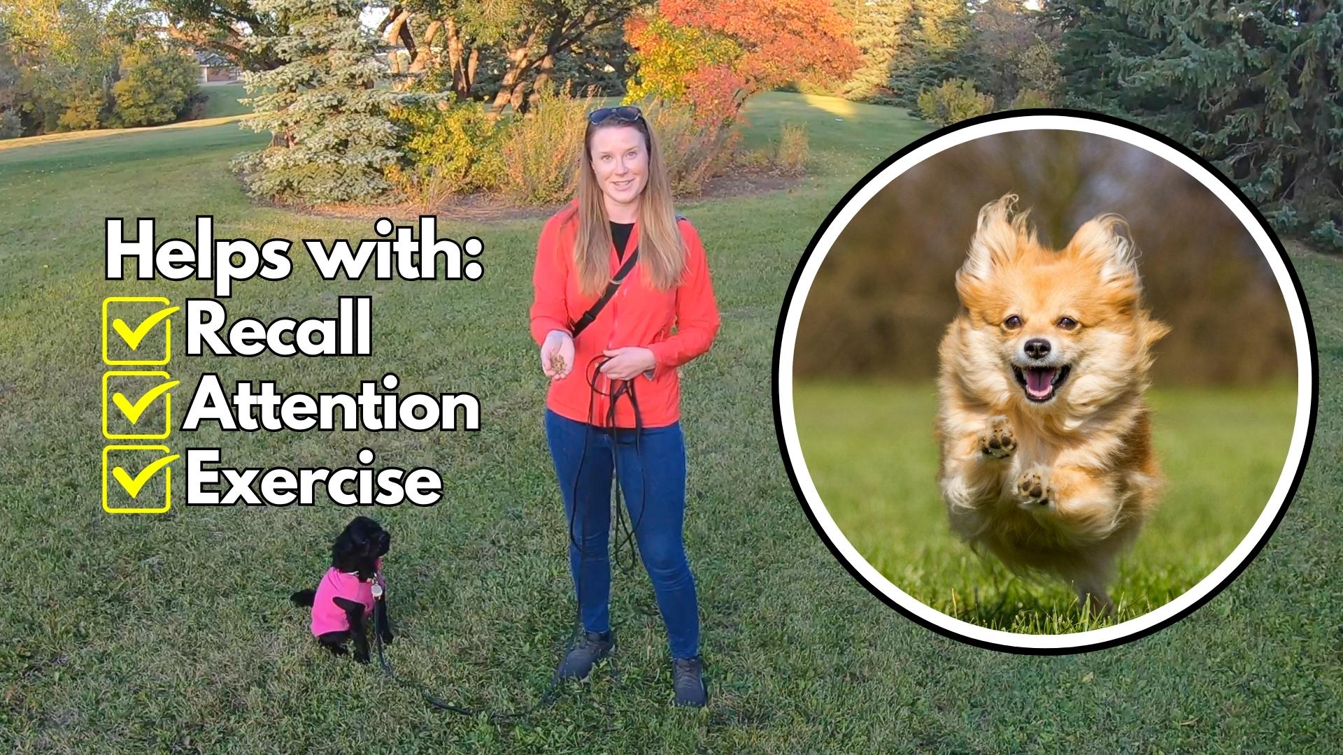 Fun Dog Training Game to Improve Focus & Recall - Showit Blog