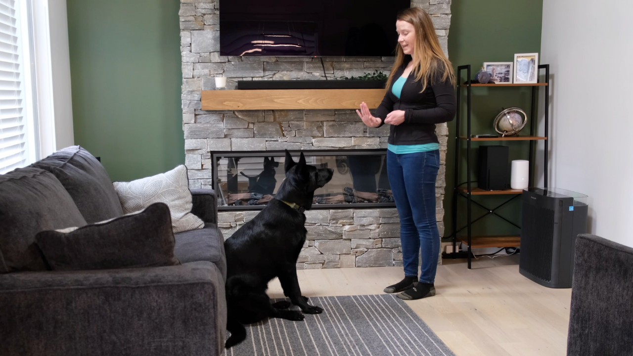 How to Train Your Dog to Stay: Step-by-Step Guide - Showit Blog