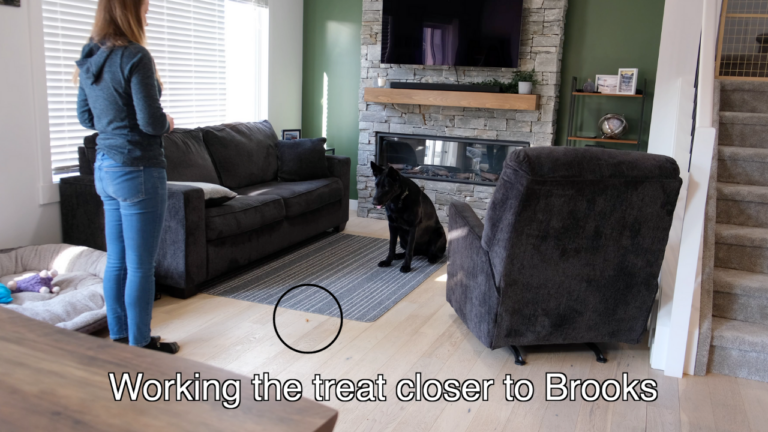 How to Train Your Dog to Stay: Step-by-Step Guide - Showit Blog