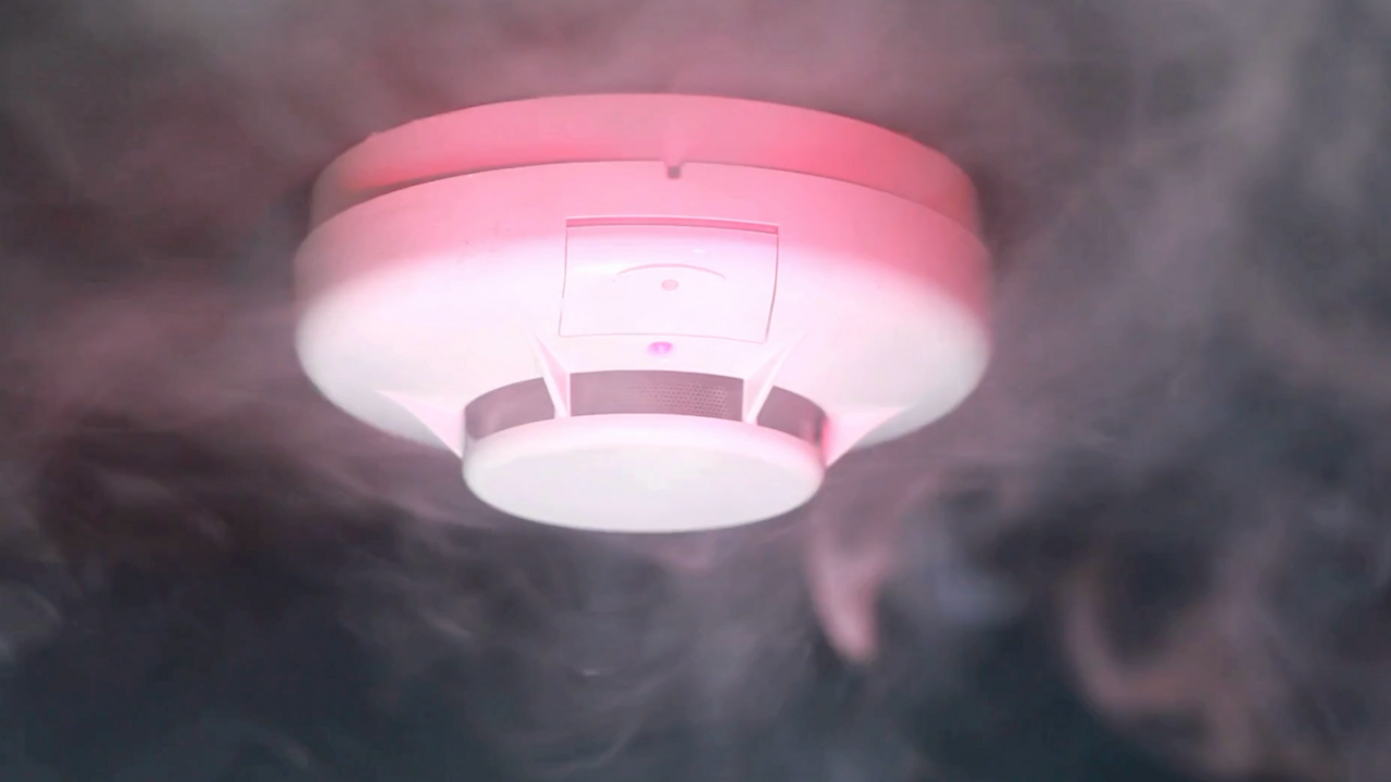 Why SHOULDN'T You Punish a Dog for Going Over Threshold? - Showit Blog