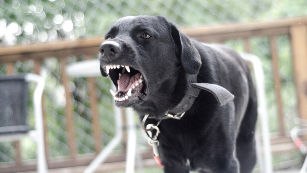 Why SHOULDN'T You Punish a Dog for Going Over Threshold? - Showit Blog