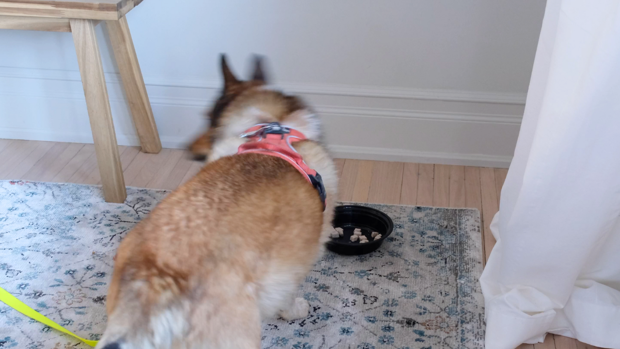 How to Train Your Dog to Leave It & STOP Scavenging on Walks - Showit Blog