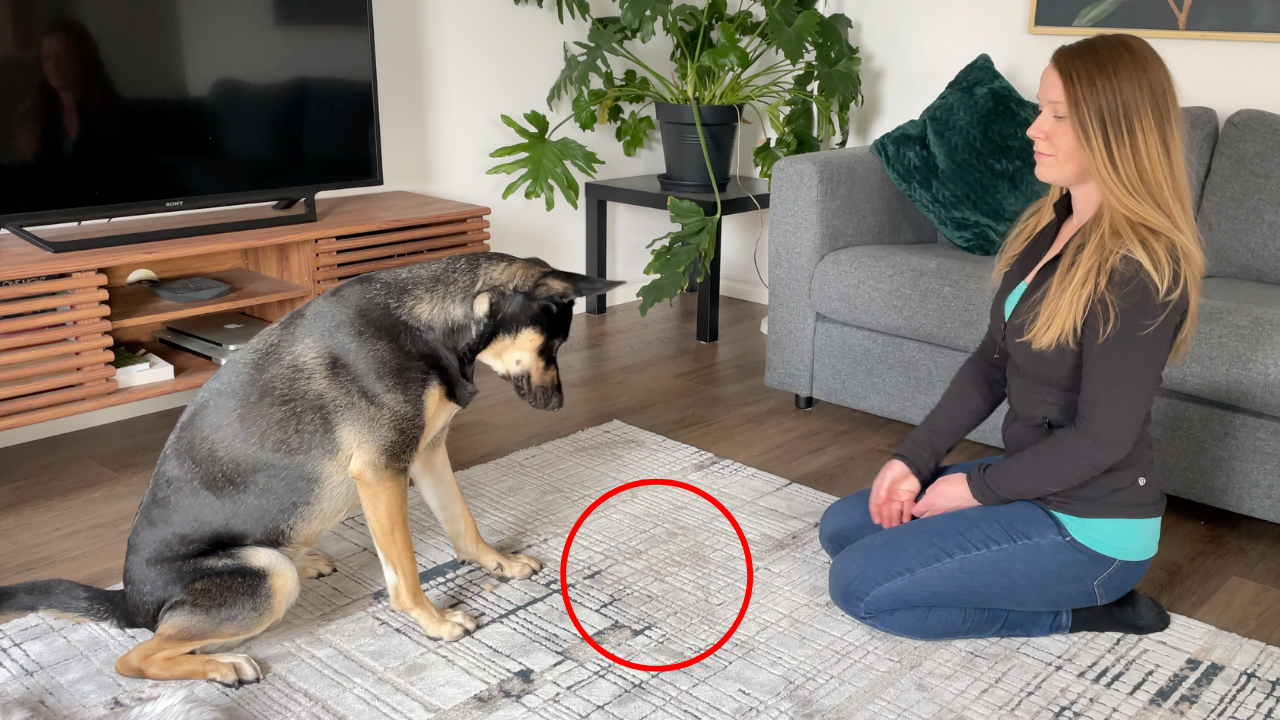 How to Train Your Dog to Leave It & STOP Scavenging on Walks - Showit Blog