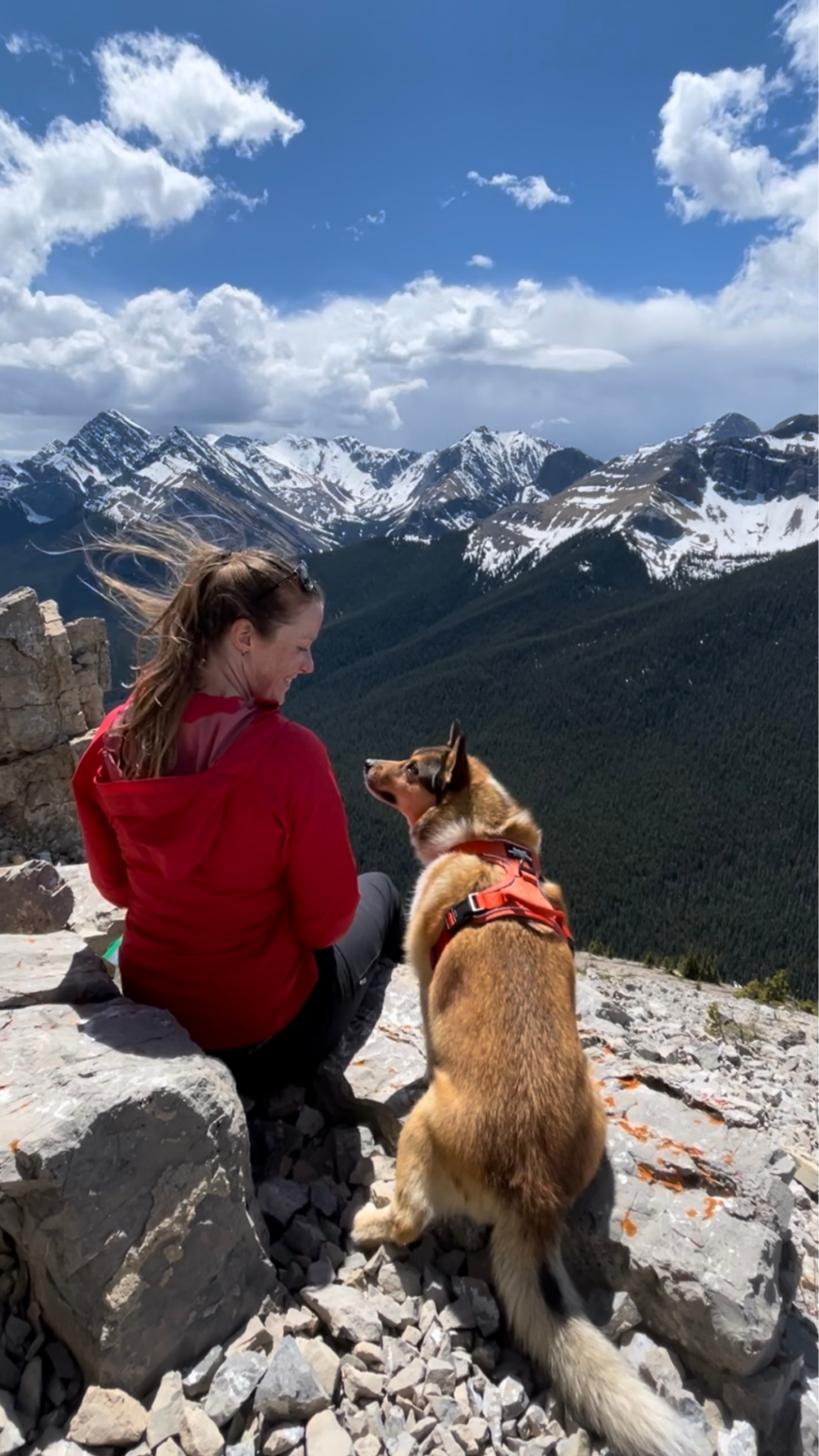 My Crossover Journey from Aversive to Force Free Dog Training - Showit Blog