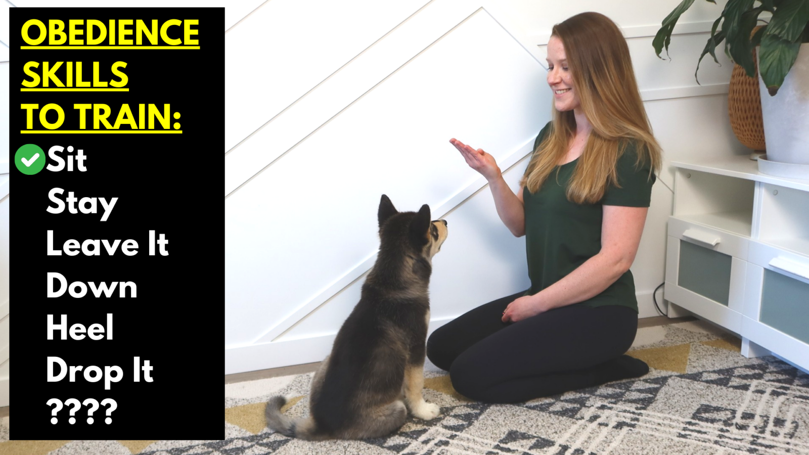 What’s the Best Order to Train Dog Obedience Skills? - Showit Blog